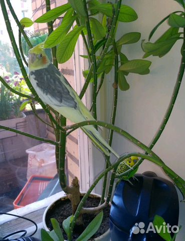 Попугаи (корелла и вонистик)