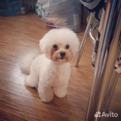 Собака в аренду для фотосессии