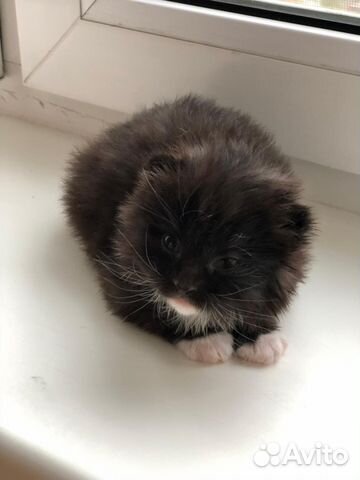 Чудесный котёнок хочет обрести дом