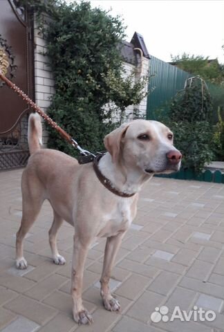 Белла-очень ждёт свою семью