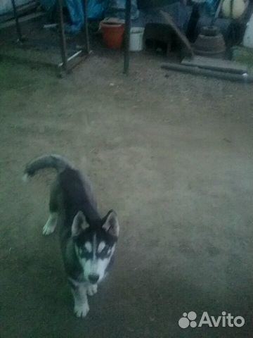 Щенок сибирской хаски