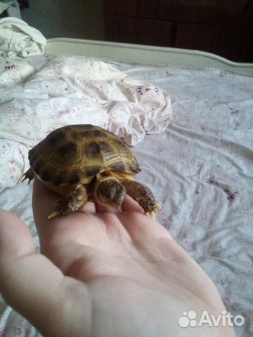 Продам черепашку