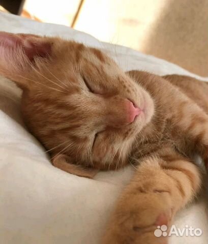 Рыжий мальчуган, 3 месяца