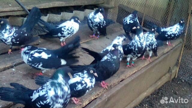 Голуби высоколетные