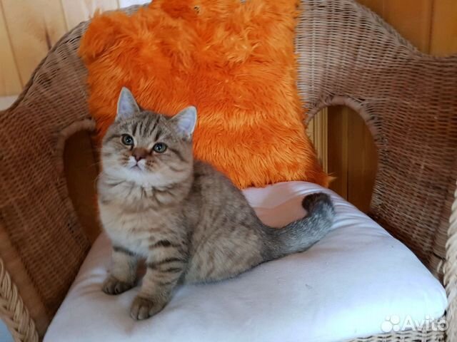 Зеленоглазый золотой котик