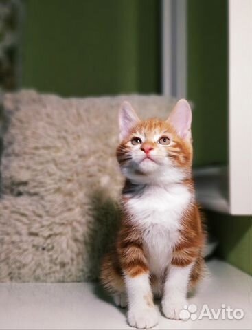 Милая девочка