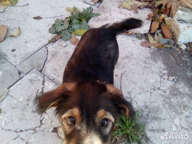 Щенки, кутята