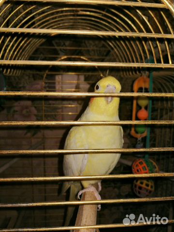 Попугай коррела с клеткой