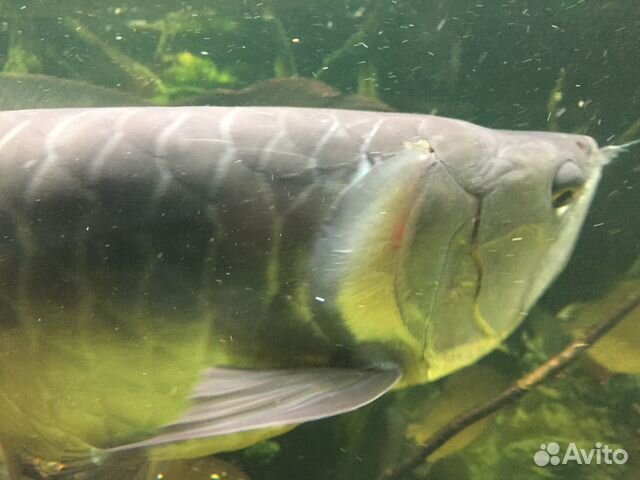 Аравана серебристая