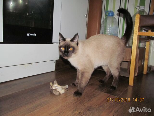 Очаровательный Таец в добрые руки