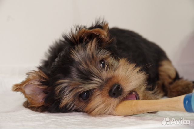 Шикарные щенки-йорчики 3 мес с отл родословной