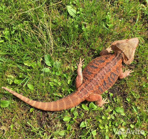 Бородатая Агама