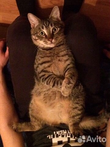 Котик в добрые руки
