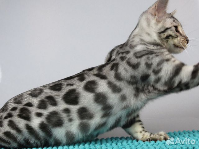 Бенгальская серебряная девочка