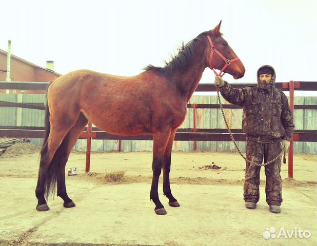 Высококровная кобыла