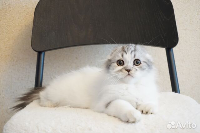 Шотландский котик хайленд фолд