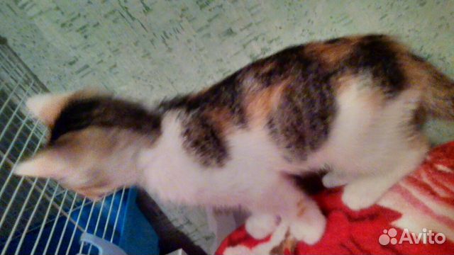 Трехцветная Мурка котеное
