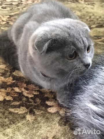 Продам кошечку чистая породистая