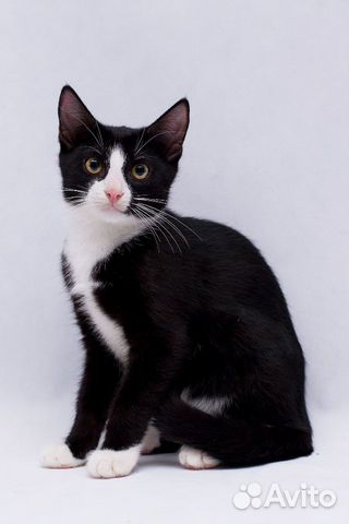 Чудесные котята-подростки хотят домой