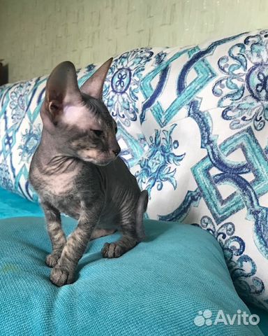 Продаю котик Донской сфинкс