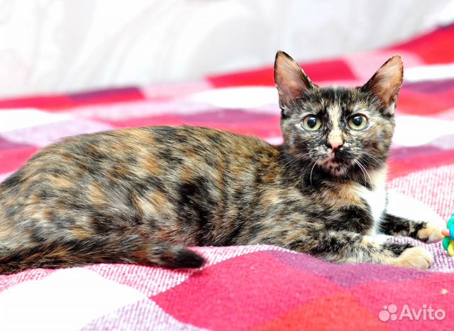 Кошечка - хозяйственная добродушная красавица