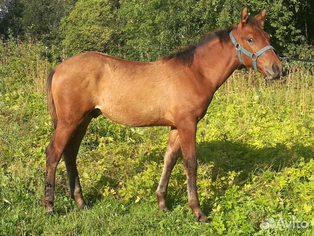 Жеребенок Тракененская помесь