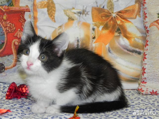 Ищем дом для маленькой принцессы