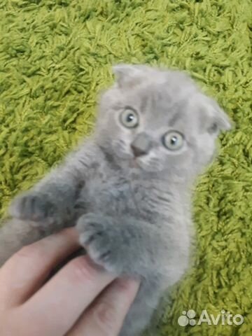 Британский вислоухий