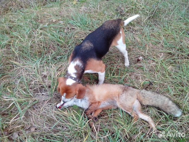 Вязка Эстонская Гончая