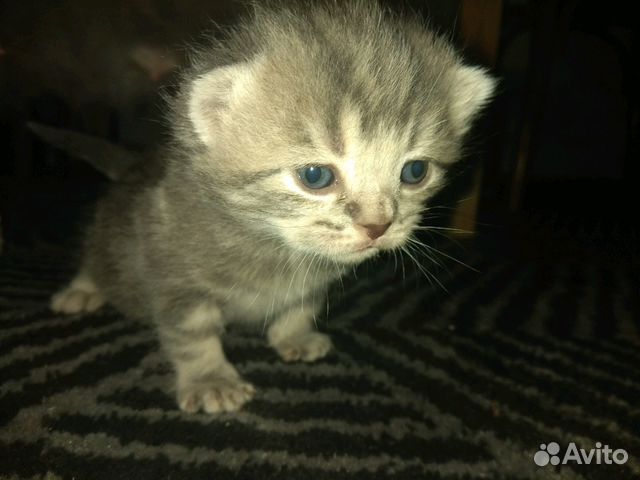 Котята шотландцы