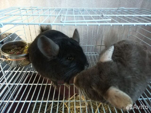Пара породистых шиншилл с клеткой