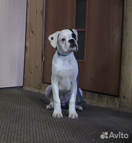 Щенок боксера - белый мальчик