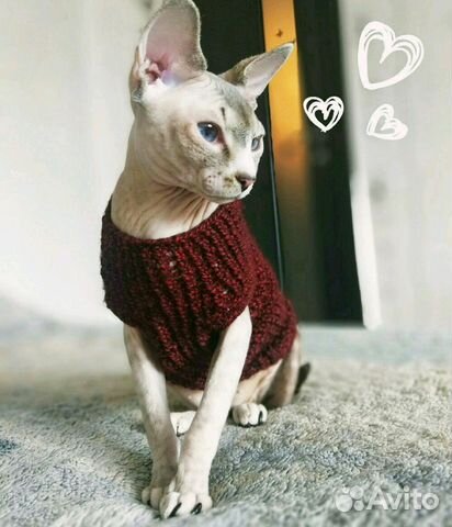 Канадский сфинкс