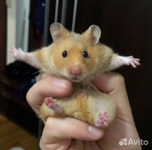 Сирийский хомячок