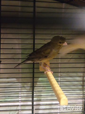 Кенар и канарейки зелёные