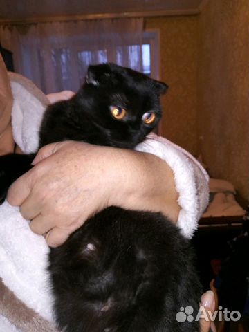 Отдам кошку британская веслоухая