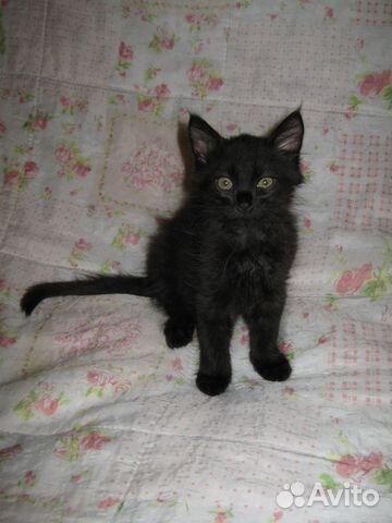 Котенок ищет дом