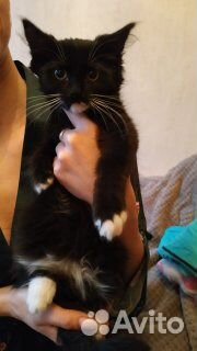 Замечательные котятки