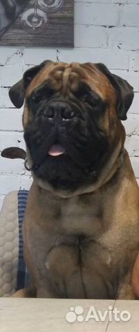 Бульмастиф для вязки