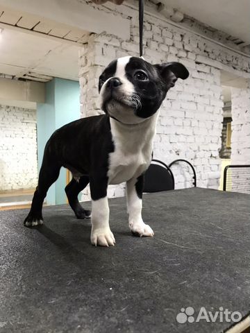 Бостон терьер