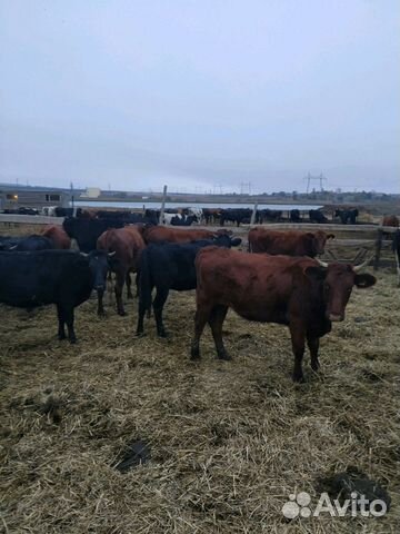 Тёлки 1.5года