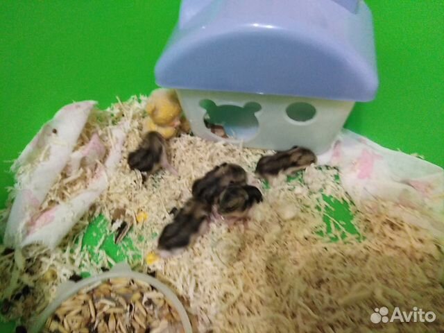 Отдам в добрые руки милых хомячков(джунгариков)