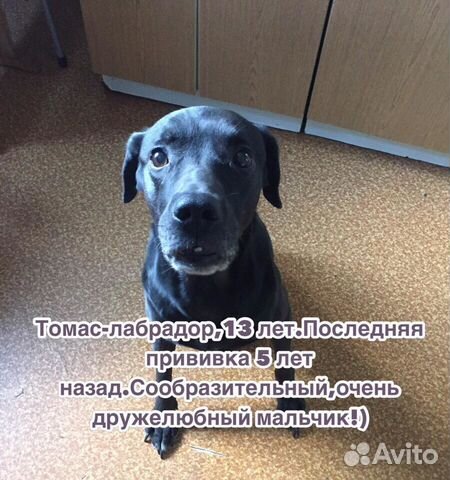 Собака в дар