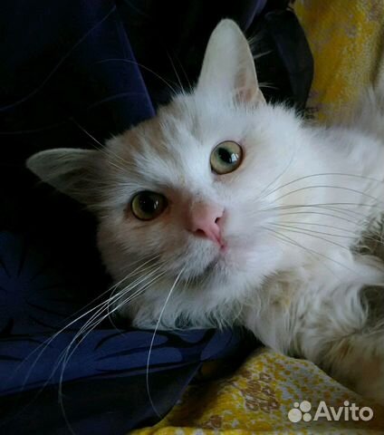 Огромный белый Блонди в дар