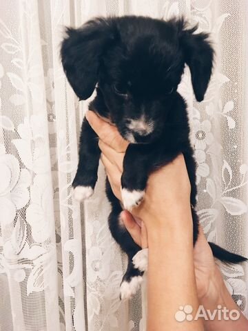 Щенок, девочка