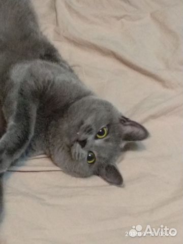 Британка Кошка
