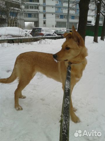 Лапочки щенята