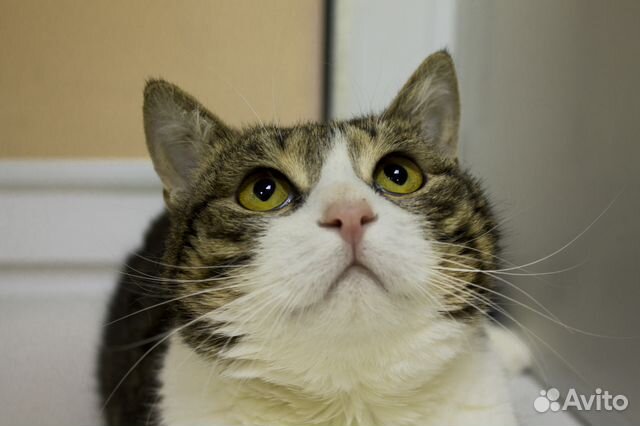 Мурзяша в поисках своего долгожданного хозяина