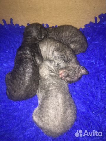 Резерв Корниш Рекс