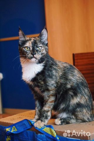 Кошечка Уля